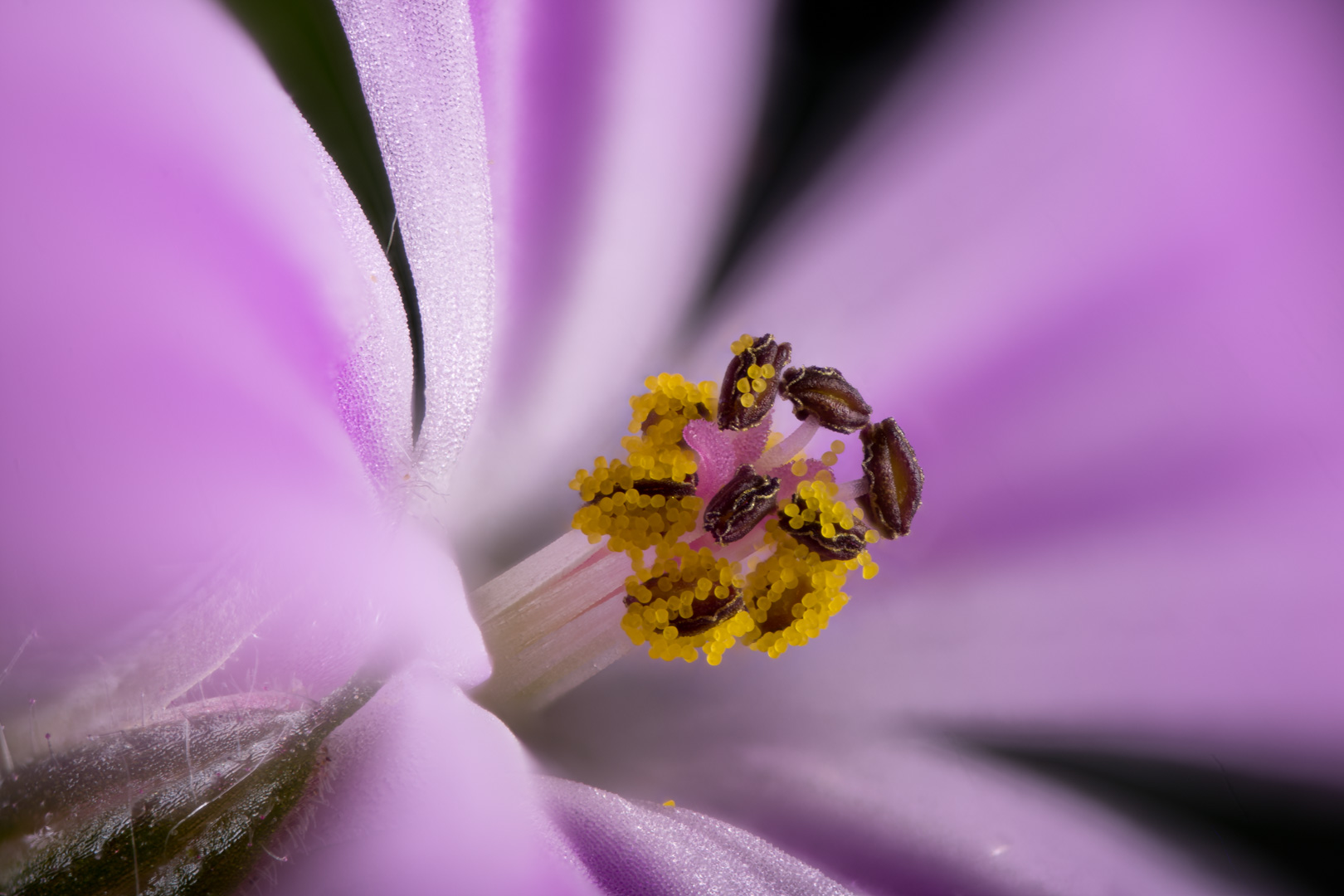 Deel de natuur