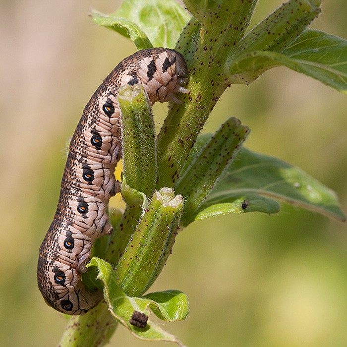Teunisbloempijlstaart