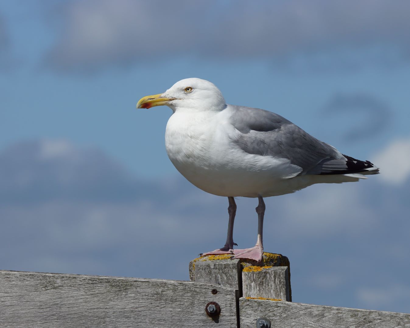 Deel de natuur